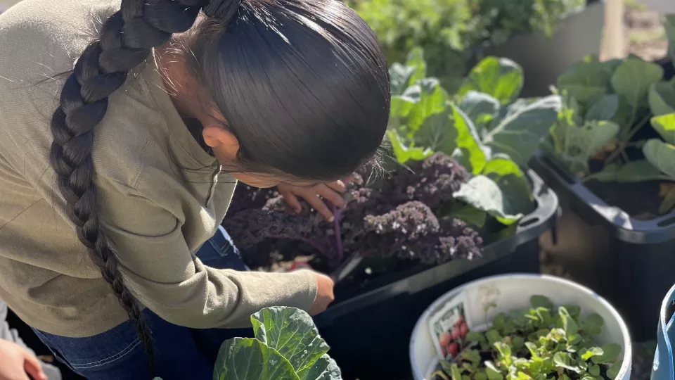 Cultivating Connection: BIE Schools Embrace School Gardens | Bureau of ...